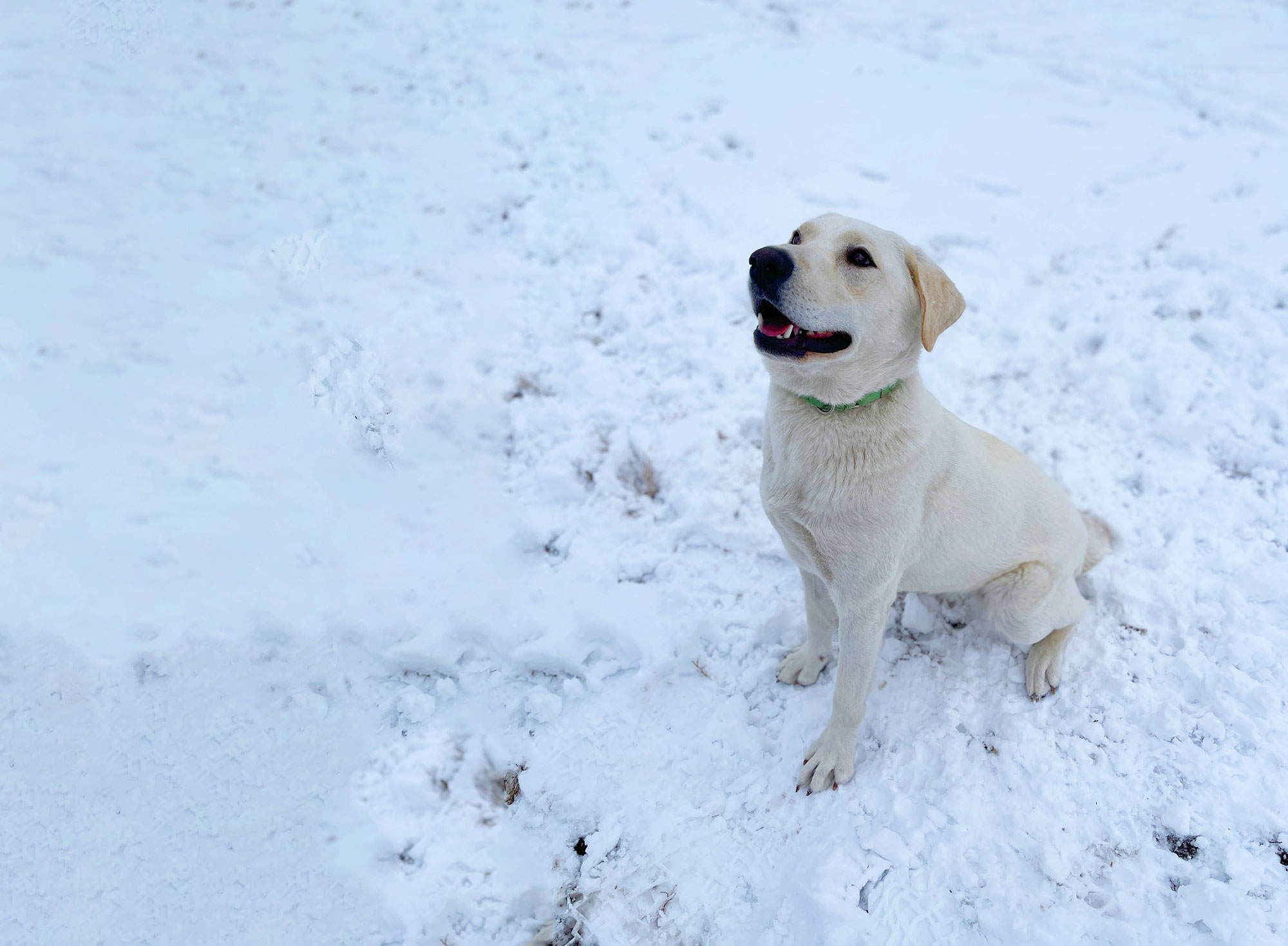 Re-Homing Your Pet - Mountain Humane